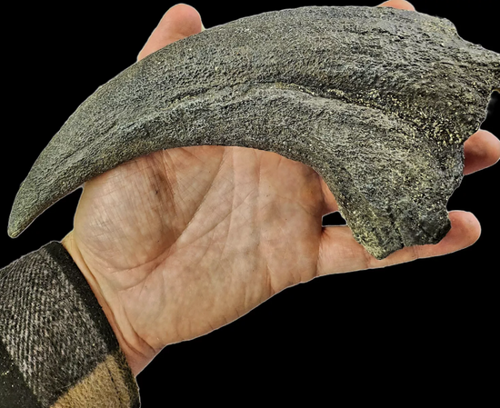 Oviraptor egg – DINOSAUR SKELETONS