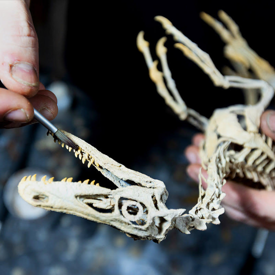 Dinosaur Skeleton Replicas & Fossil Casts - Dinosaur Skeletons ...