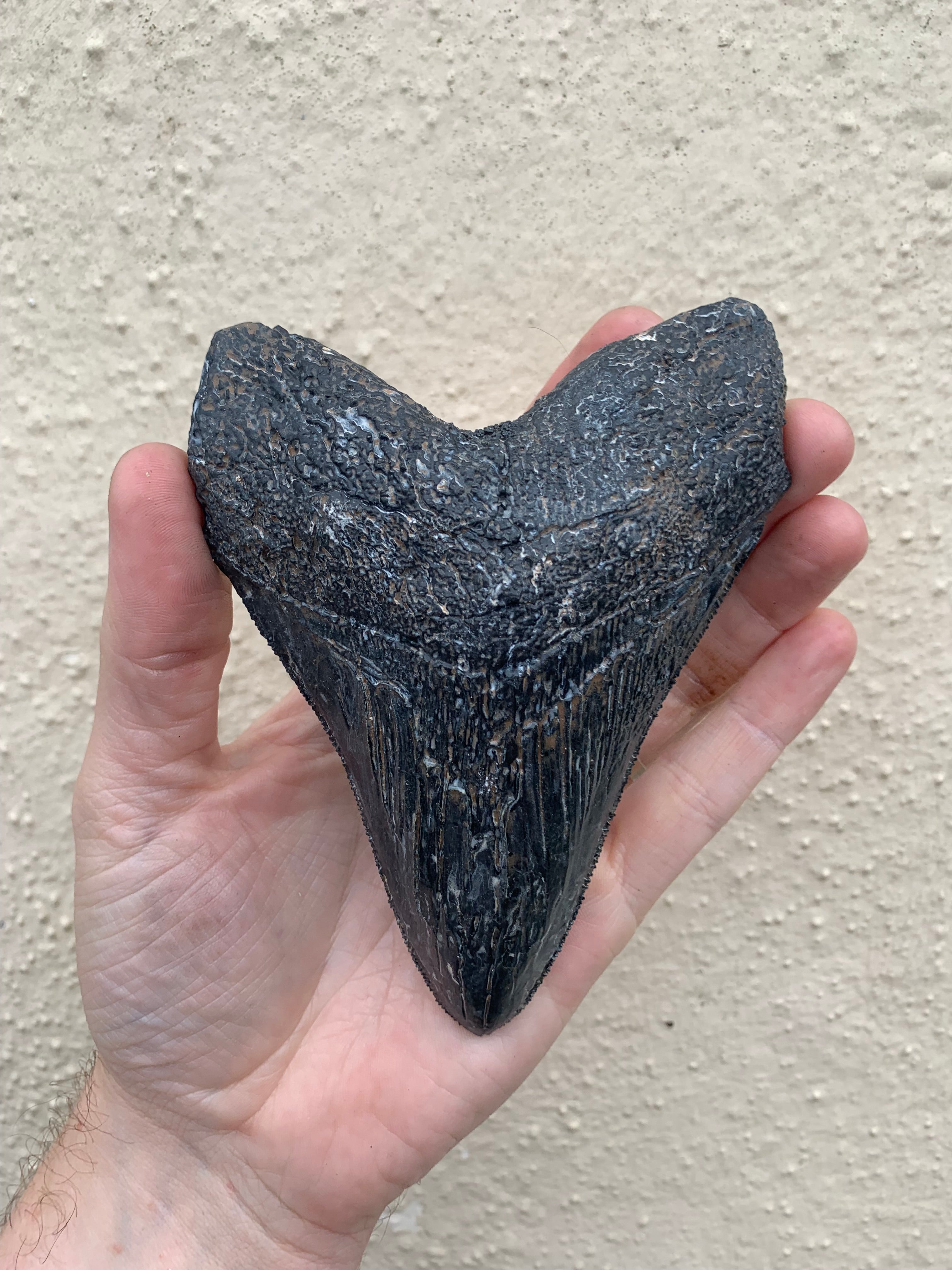 Megalodon Tooth (4 Inches) – DINOSAUR SKELETONS