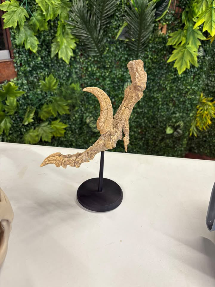 Raptor Killing foot (SHRI RAPAX) – DINOSAUR SKELETONS