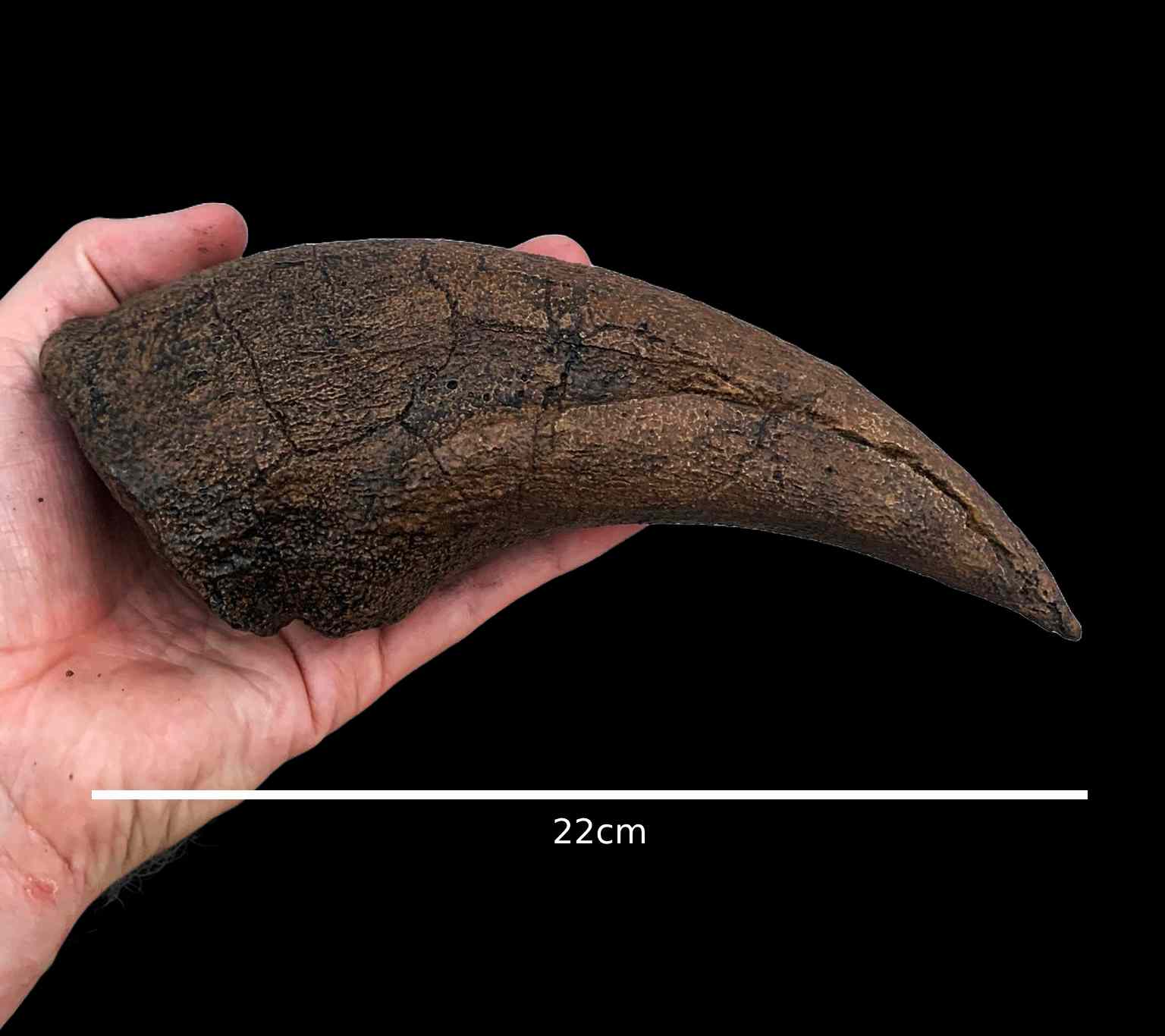 T-Rex Claw Fossil Cast Replica - Dinosaur Skeletons – DINOSAUR SKELETONS