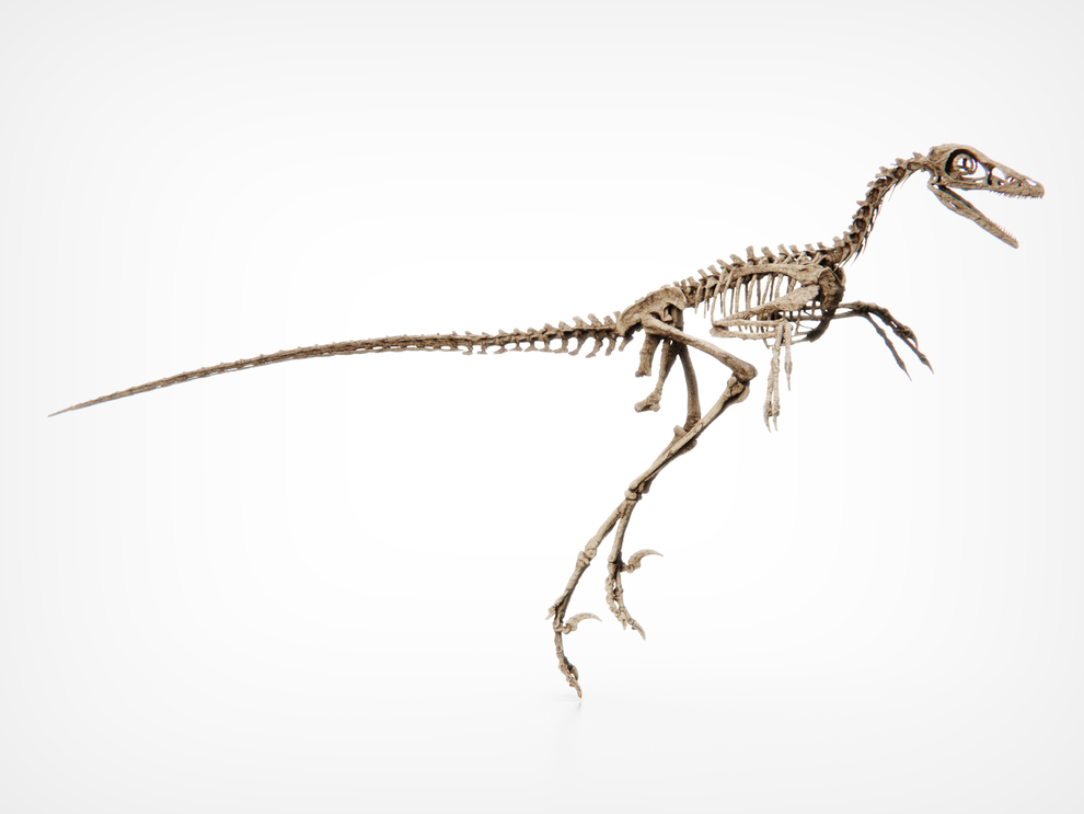 Microraptor Skull – DINOSAUR SKELETONS