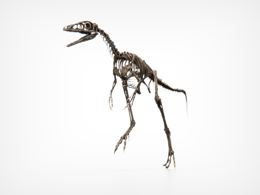 Compsognathus Skull – DINOSAUR SKELETONS