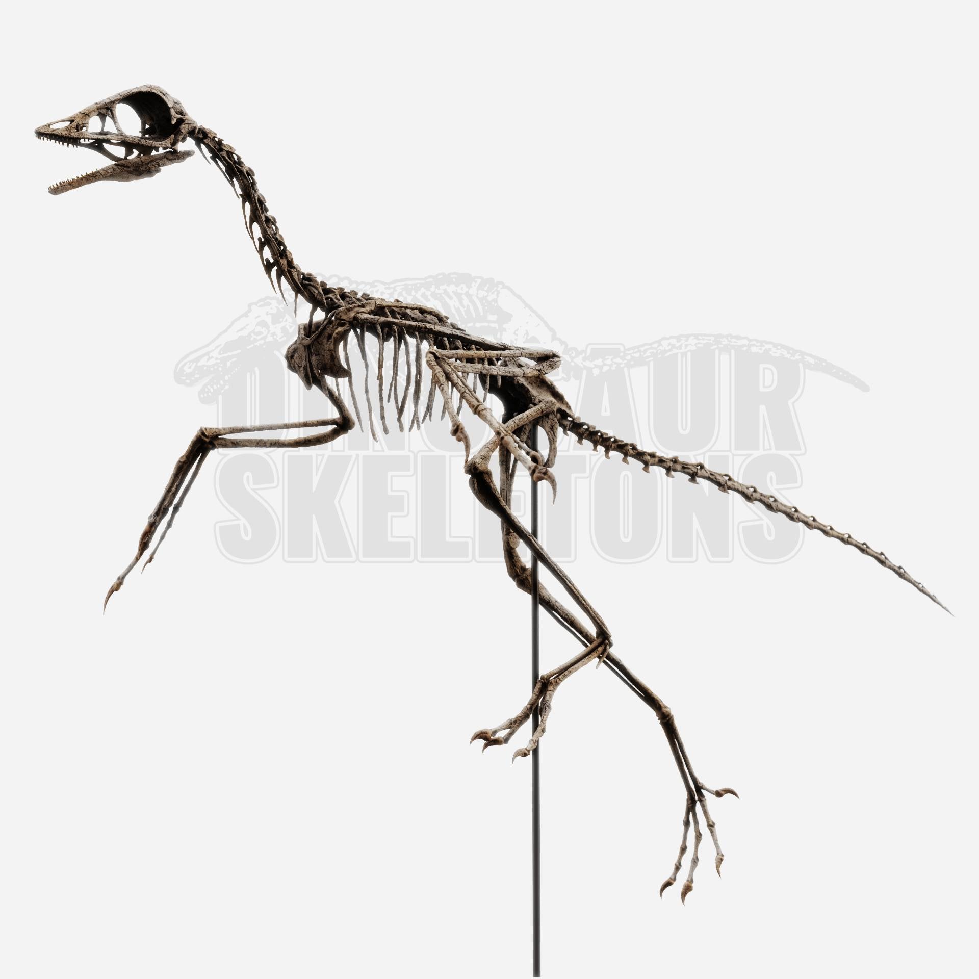 Archaeopteryx Skeleton Fossil Replica - Dinosaur Skeletons – DINOSAUR ...