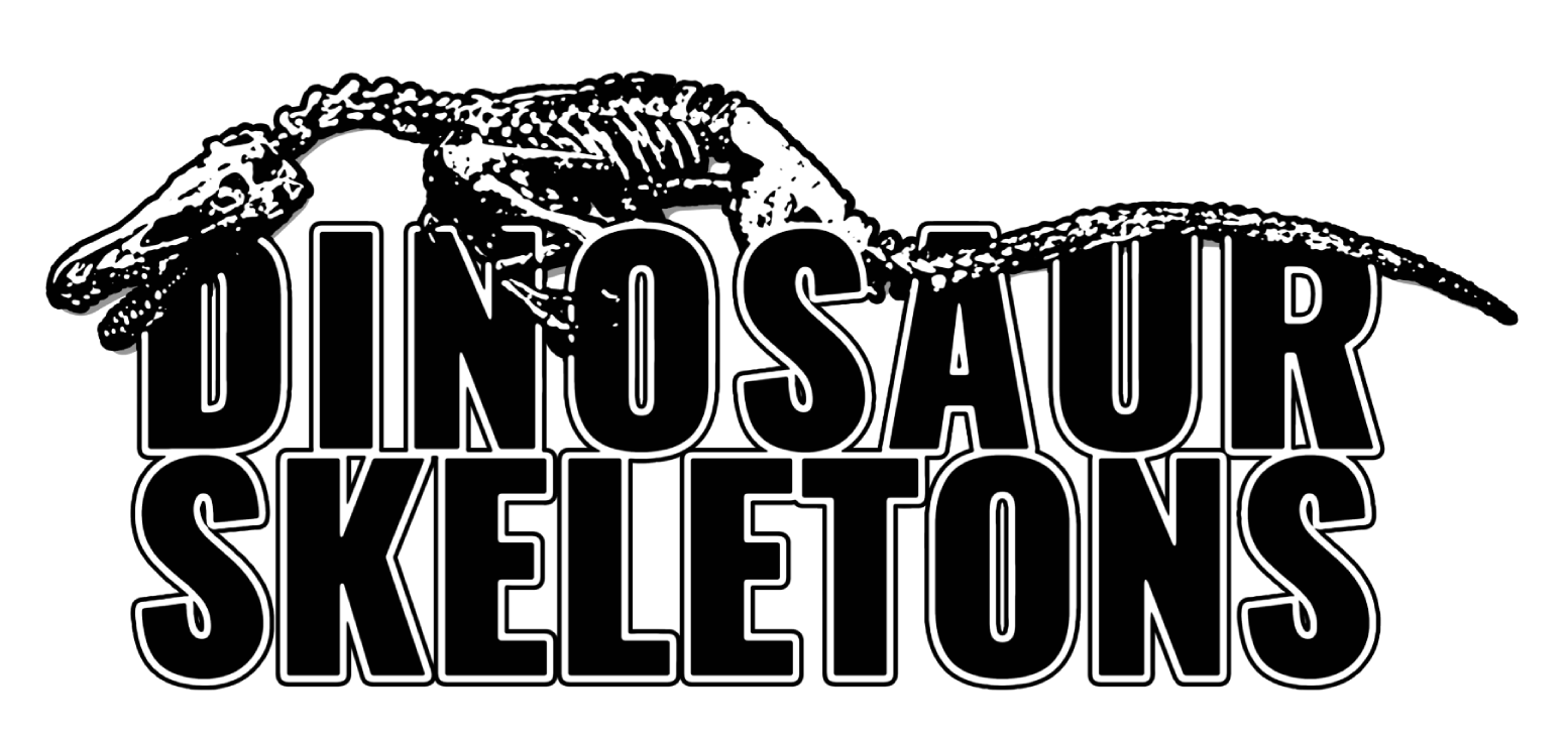 Oviraptor egg – DINOSAUR SKELETONS