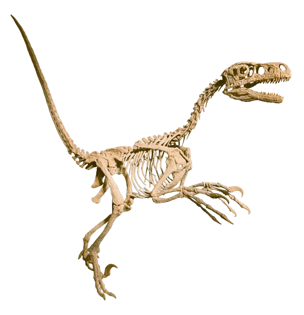 Shri Rapax – DINOSAUR SKELETONS