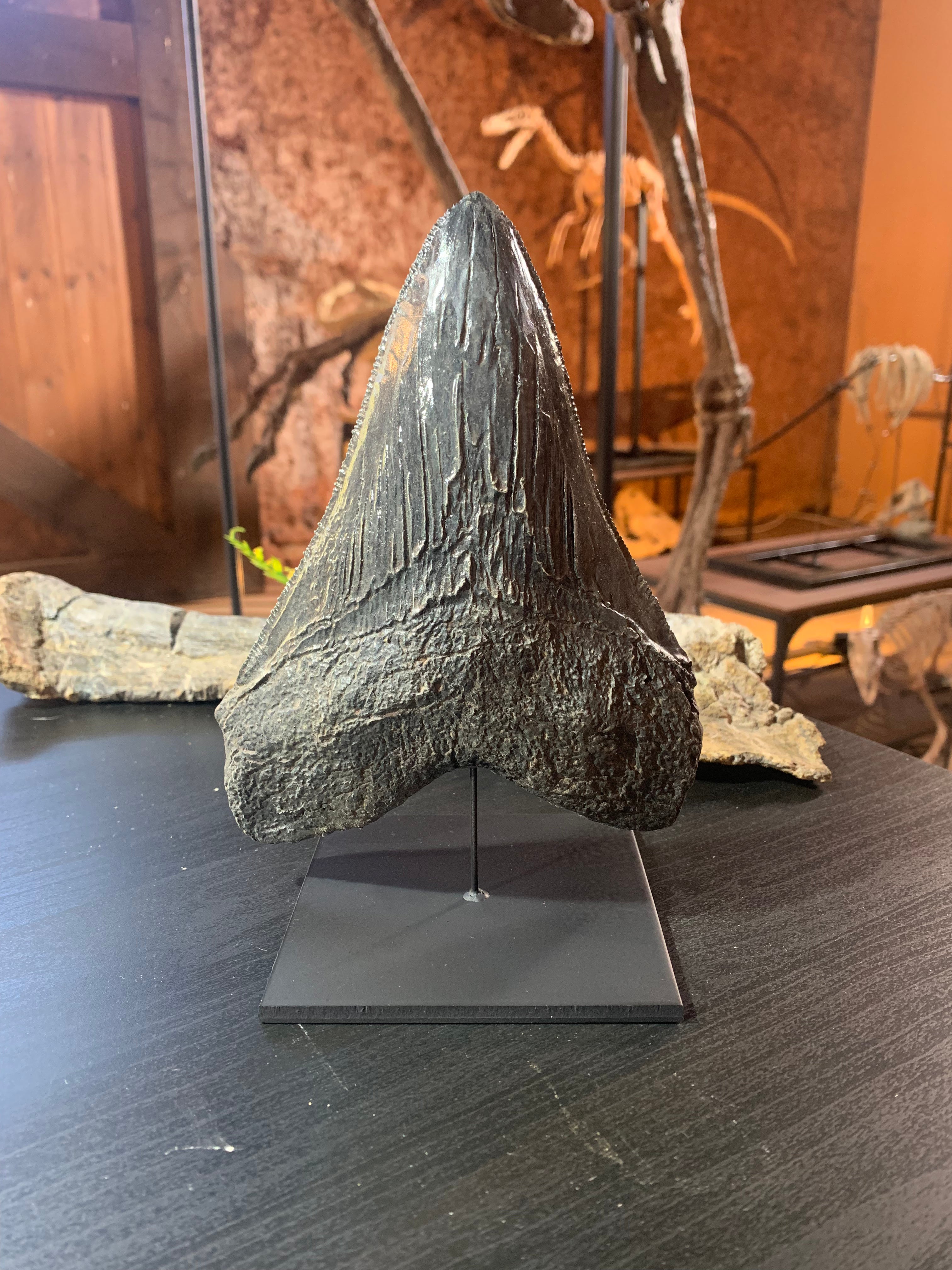 Black Megalodon Tooth On Metal Display Stand – DINOSAUR SKELETONS
