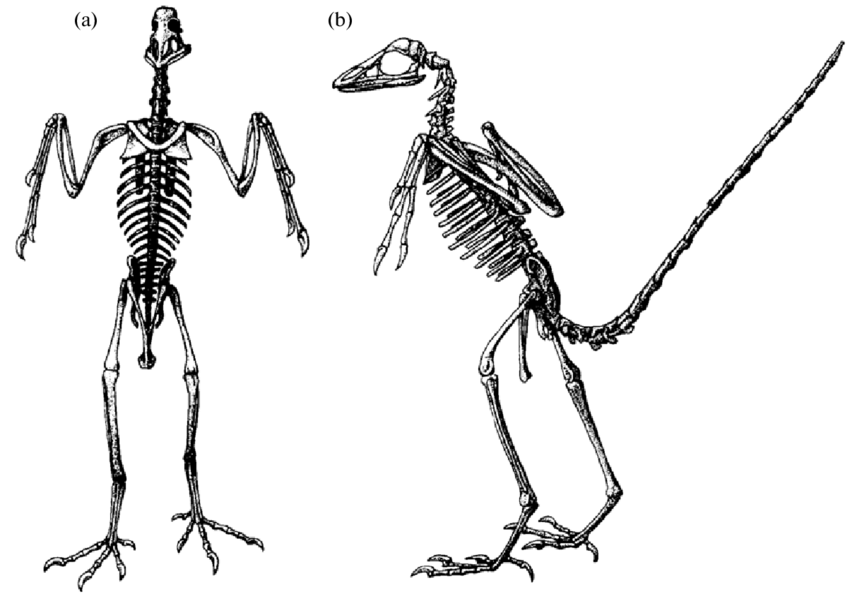 Archaeopteryx – DINOSAUR SKELETONS