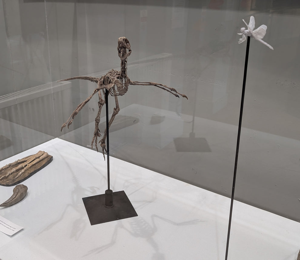 Microraptor Skull – DINOSAUR SKELETONS