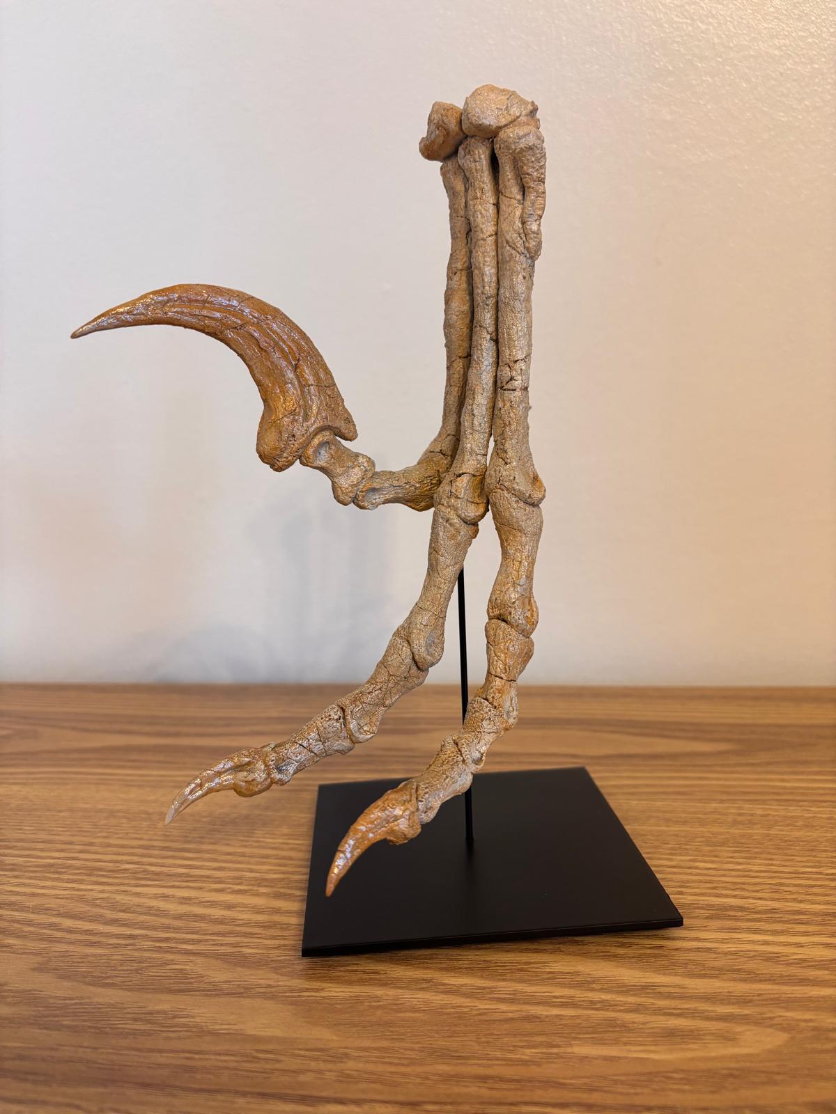 Raptor Killing foot (SHRI RAPAX) – DINOSAUR SKELETONS
